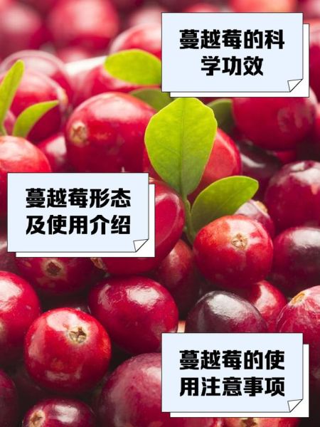 蔓越莓功效与作用有哪些_蔓越莓禁忌人群是哪些-第1张图片-山城妙识 蔓越莓功效与作用有哪些_蔓越莓禁忌人群是哪些-第1张图片-山城妙识