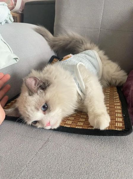 小泡芙猫是什么品种_小泡芙猫多少钱一只-第1张图片-山城妙识 小泡芙猫是什么品种_小泡芙猫多少钱一只-第1张图片-山城妙识