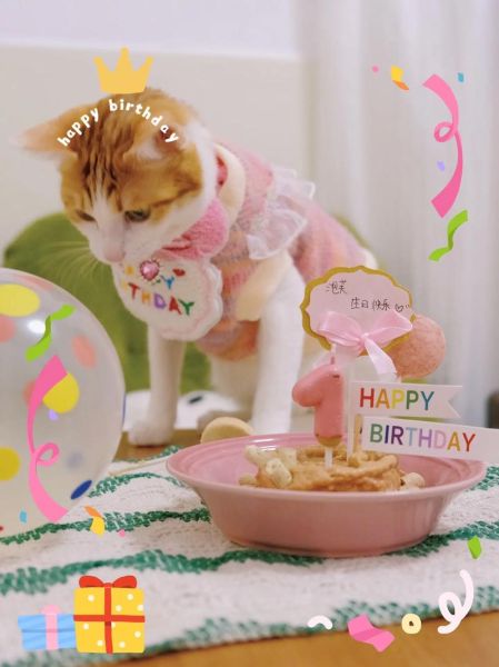 小泡芙猫是什么品种_小泡芙猫多少钱一只-第3张图片-山城妙识 小泡芙猫是什么品种_小泡芙猫多少钱一只-第3张图片-山城妙识