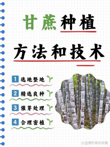 甘蔗种植技术视频教程_如何科学种甘蔗-第1张图片-山城妙识 甘蔗种植技术视频教程_如何科学种甘蔗-第1张图片-山城妙识