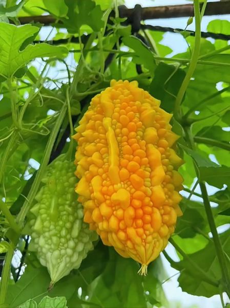 金铃子功效与作用_金铃子怎么吃效果最好-第3张图片-山城妙识 金铃子功效与作用_金铃子怎么吃效果最好-第3张图片-山城妙识