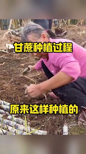 甘蔗种植技术视频教程_如何科学种甘蔗-第3张图片-山城妙识 甘蔗种植技术视频教程_如何科学种甘蔗-第3张图片-山城妙识