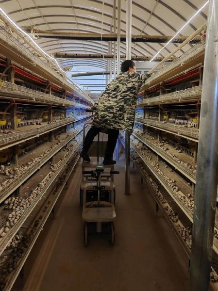 鹌鹑养殖基地怎么选_鹌鹑养殖成本利润分析-第1张图片-山城妙识 鹌鹑养殖基地怎么选_鹌鹑养殖成本利润分析-第1张图片-山城妙识