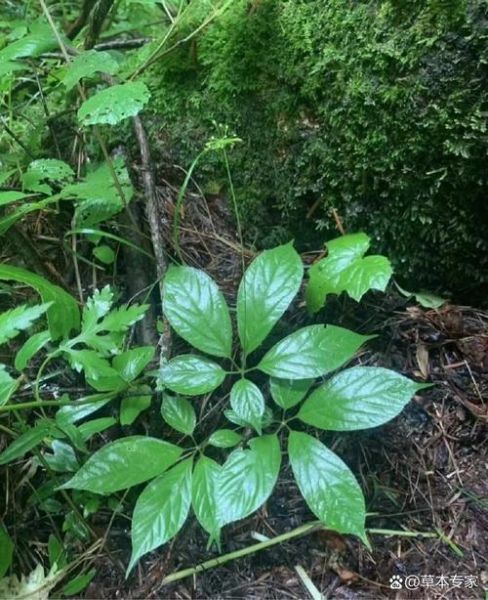 血三七植物图片长什么样_血三七和三七区别在哪-第2张图片-山城妙识 血三七植物图片长什么样_血三七和三七区别在哪-第2张图片-山城妙识