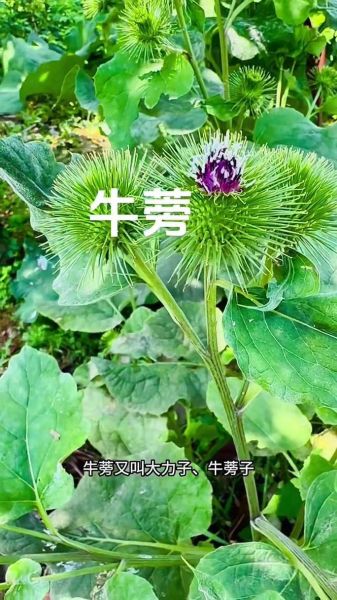 牛蒡长什么样子_牛蒡植株图片特征-第3张图片-山城妙识 牛蒡长什么样子_牛蒡植株图片特征-第3张图片-山城妙识