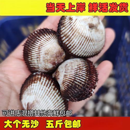 毛蚶怎么清洗_毛蚶煮多久才熟-第3张图片-山城妙识