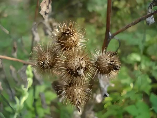 牛蒡长什么样子_牛蒡植株图片特征-第1张图片-山城妙识 牛蒡长什么样子_牛蒡植株图片特征-第1张图片-山城妙识