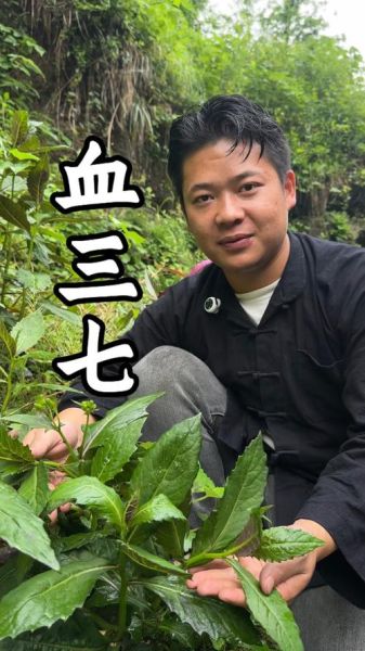 血三七植物图片长什么样_血三七和三七区别在哪-第1张图片-山城妙识 血三七植物图片长什么样_血三七和三七区别在哪-第1张图片-山城妙识