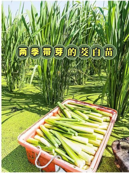 茭白怎么保存_茭白能放多久不坏-第2张图片-山城妙识 茭白怎么保存_茭白能放多久不坏-第2张图片-山城妙识