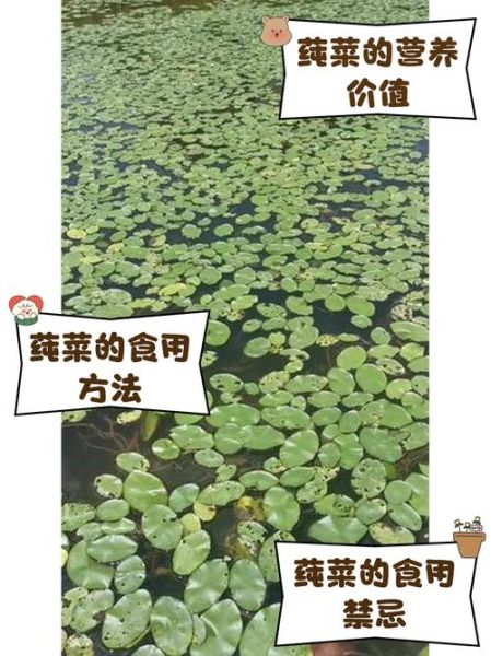 太湖莼菜汤的做法_莼菜汤有什么功效-第2张图片-山城妙识 太湖莼菜汤的做法_莼菜汤有什么功效-第2张图片-山城妙识