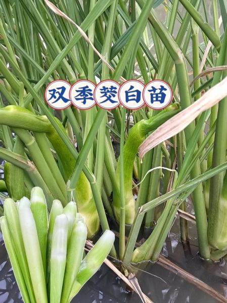 茭白怎么保存_茭白能放多久不坏-第3张图片-山城妙识 茭白怎么保存_茭白能放多久不坏-第3张图片-山城妙识