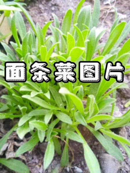 野菜面条菜怎么做_面条菜和面条怎么搭配-第3张图片-山城妙识 野菜面条菜怎么做_面条菜和面条怎么搭配-第3张图片-山城妙识