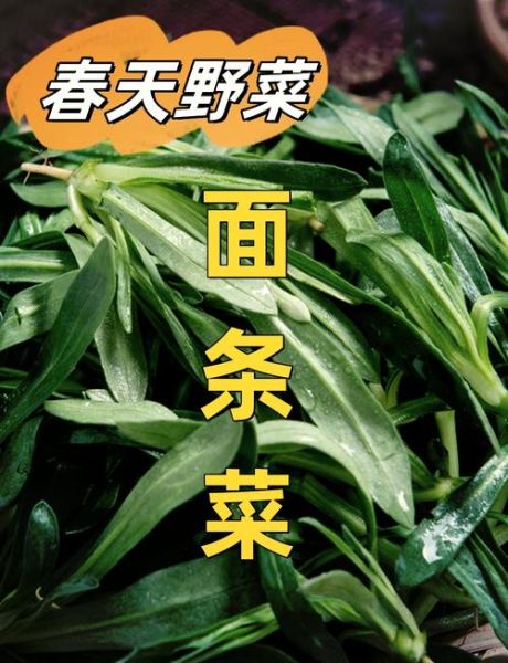 野菜面条菜怎么做_面条菜和面条怎么搭配-第2张图片-山城妙识 野菜面条菜怎么做_面条菜和面条怎么搭配-第2张图片-山城妙识