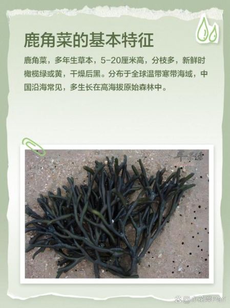 鹿角菜怎么凉拌_鹿角菜凉拌要不要焯水-第2张图片-山城妙识 鹿角菜怎么凉拌_鹿角菜凉拌要不要焯水-第2张图片-山城妙识