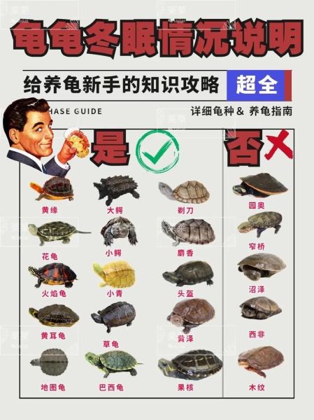 乌龟养多久会有灵性_乌龟认主需要几年-第1张图片-山城妙识 乌龟养多久会有灵性_乌龟认主需要几年-第1张图片-山城妙识