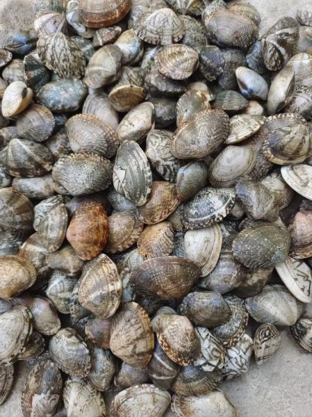 蛤蜊多少钱一斤_最新批发零售行情-第1张图片-山城妙识