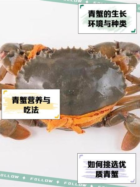 青蟹和大闸蟹哪个好吃_青蟹和大闸蟹区别-第2张图片-山城妙识