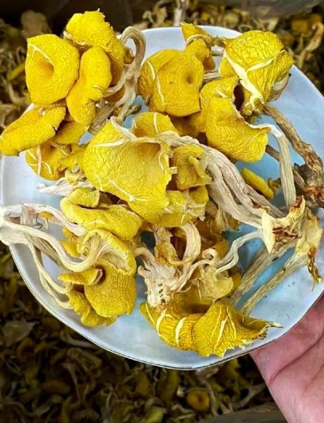 鸡油菌功效_鸡油菌怎么吃最营养-第2张图片-山城妙识 鸡油菌功效_鸡油菌怎么吃最营养-第2张图片-山城妙识