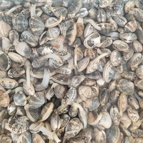 蛤蜊多少钱一斤_最新批发零售行情-第2张图片-山城妙识