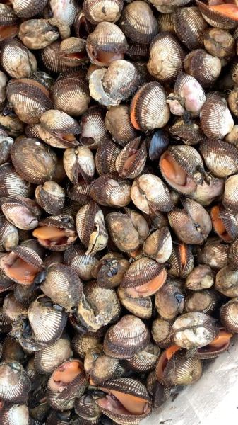 蛤蜊多少钱一斤_最新批发零售行情-第3张图片-山城妙识