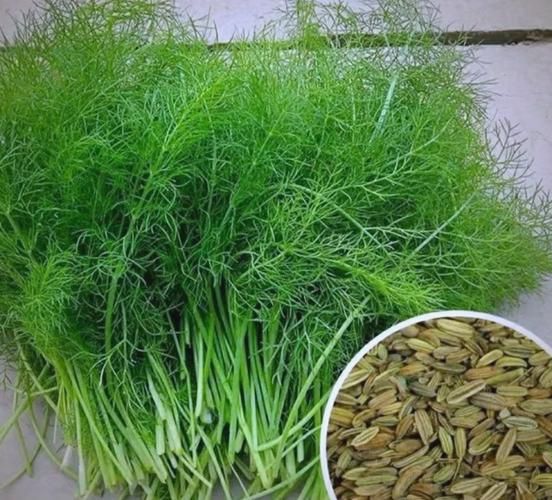 茴香菜长什么样_茴香菜怎么吃-第1张图片-山城妙识 茴香菜长什么样_茴香菜怎么吃-第1张图片-山城妙识