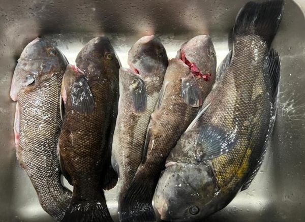 黑斑鱼多少钱一斤_黑斑鱼价格为什么差异大-第1张图片-山城妙识 黑斑鱼多少钱一斤_黑斑鱼价格为什么差异大-第1张图片-山城妙识