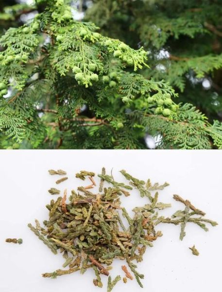 侧柏叶真的可以生发吗_侧柏叶生发效果怎么样-第1张图片-山城妙识