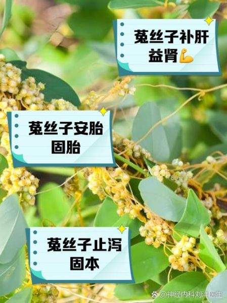 菟丝子怎么吃_菟丝子功效与作用禁忌-第3张图片-山城妙识