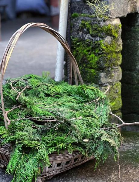 侧柏叶真的可以生发吗_侧柏叶生发效果怎么样-第3张图片-山城妙识