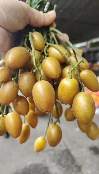 黄皮果上火还是降火_黄皮果的功效与作用-第1张图片-山城妙识 黄皮果上火还是降火_黄皮果的功效与作用-第1张图片-山城妙识