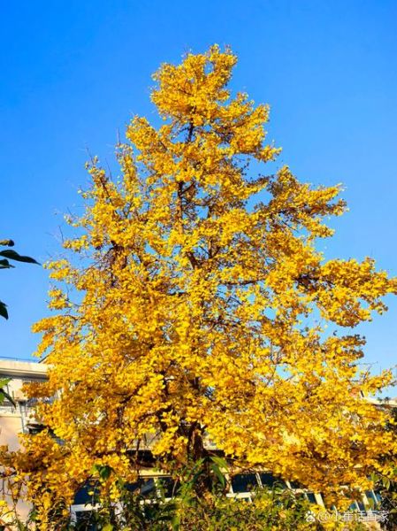 银杏树什么时候变黄_银杏树观赏最佳时间-第1张图片-山城妙识 银杏树什么时候变黄_银杏树观赏最佳时间-第1张图片-山城妙识