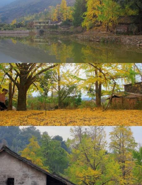 银杏树什么时候变黄_银杏树观赏最佳时间-第2张图片-山城妙识 银杏树什么时候变黄_银杏树观赏最佳时间-第2张图片-山城妙识