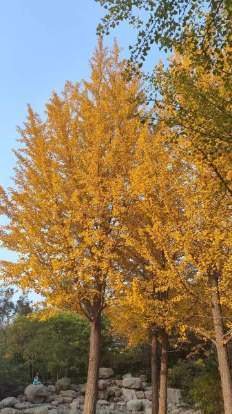 银杏树什么时候变黄_银杏树观赏最佳时间-第3张图片-山城妙识 银杏树什么时候变黄_银杏树观赏最佳时间-第3张图片-山城妙识