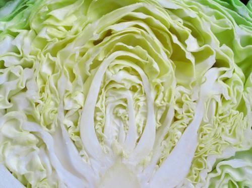 高丽菜是什么菜_高丽菜和包菜的区别-第2张图片-山城妙识