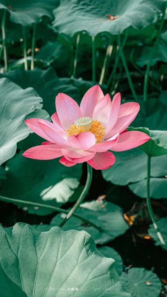 荷花图片大全大图高清_如何拍出高清荷花大片-第1张图片-山城妙识 荷花图片大全大图高清_如何拍出高清荷花大片-第1张图片-山城妙识