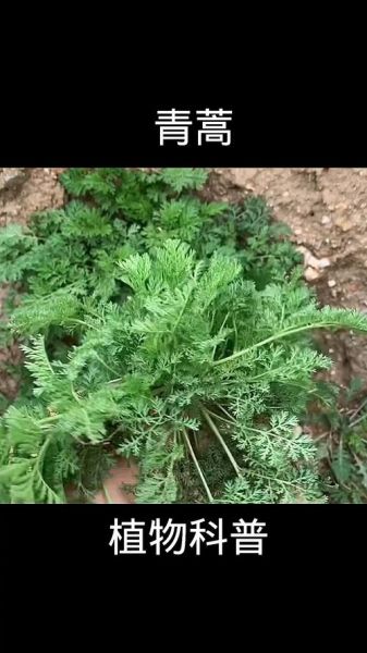 青蒿草农村叫什么_农村土名叫什么-第1张图片-山城妙识 青蒿草农村叫什么_农村土名叫什么-第1张图片-山城妙识