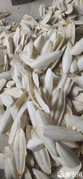 乌贼骨粉的功效与禁忌_乌贼骨粉怎么吃才安全-第2张图片-山城妙识 乌贼骨粉的功效与禁忌_乌贼骨粉怎么吃才安全-第2张图片-山城妙识