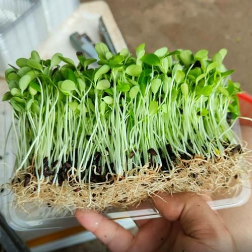 香椿芽苗菜种植方法_香椿苗多久能采收-第3张图片-山城妙识