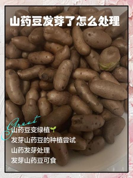山药豆发芽了还能吃吗_发芽山药豆有毒吗-第1张图片-山城妙识 山药豆发芽了还能吃吗_发芽山药豆有毒吗-第1张图片-山城妙识