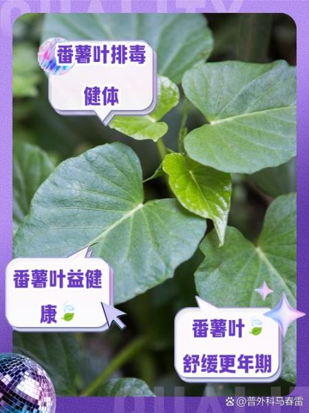 番薯叶的功效与作用_番薯叶的禁忌人群-第2张图片-山城妙识 番薯叶的功效与作用_番薯叶的禁忌人群-第2张图片-山城妙识