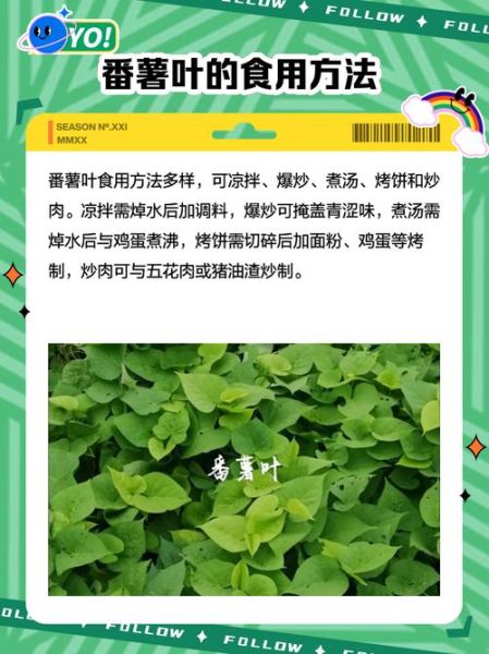 番薯叶的功效与作用_番薯叶的禁忌人群-第3张图片-山城妙识 番薯叶的功效与作用_番薯叶的禁忌人群-第3张图片-山城妙识