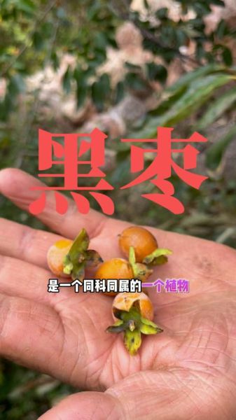 黑枣树长什么样_黑枣树果实特征-第1张图片-山城妙识 黑枣树长什么样_黑枣树果实特征-第1张图片-山城妙识