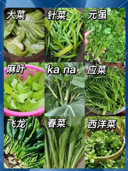 青菜名字大全_常见青菜种类有哪些-第2张图片-山城妙识 青菜名字大全_常见青菜种类有哪些-第2张图片-山城妙识