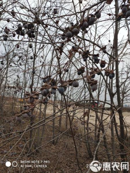 黑枣树长什么样_黑枣树果实特征-第3张图片-山城妙识 黑枣树长什么样_黑枣树果实特征-第3张图片-山城妙识