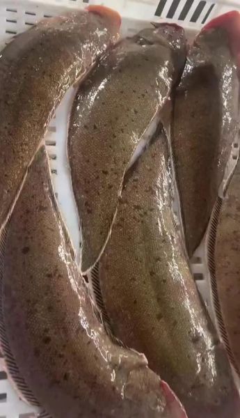 龙利鱼是世界上最脏的鱼_真的吗-第1张图片-山城妙识