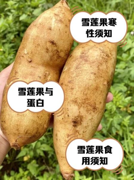 雪莲果怎么吃_雪莲果的正确吃法-第2张图片-山城妙识 雪莲果怎么吃_雪莲果的正确吃法-第2张图片-山城妙识