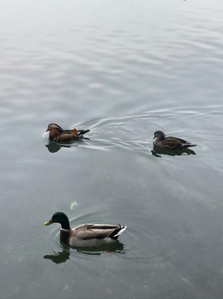 野鸭是几级保护动物_野鸭能养吗-第1张图片-山城妙识 野鸭是几级保护动物_野鸭能养吗-第1张图片-山城妙识