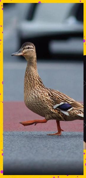 野鸭是几级保护动物_野鸭能养吗-第2张图片-山城妙识 野鸭是几级保护动物_野鸭能养吗-第2张图片-山城妙识