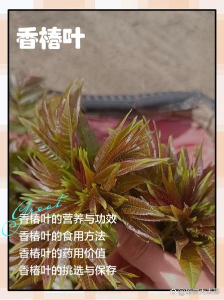 香椿叶图片_香椿叶怎么区分真假-第1张图片-山城妙识 香椿叶图片_香椿叶怎么区分真假-第1张图片-山城妙识