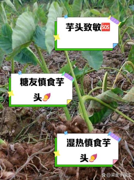 长期吃芋头的副作用_芋头吃多了有什么坏处-第3张图片-山城妙识 长期吃芋头的副作用_芋头吃多了有什么坏处-第3张图片-山城妙识